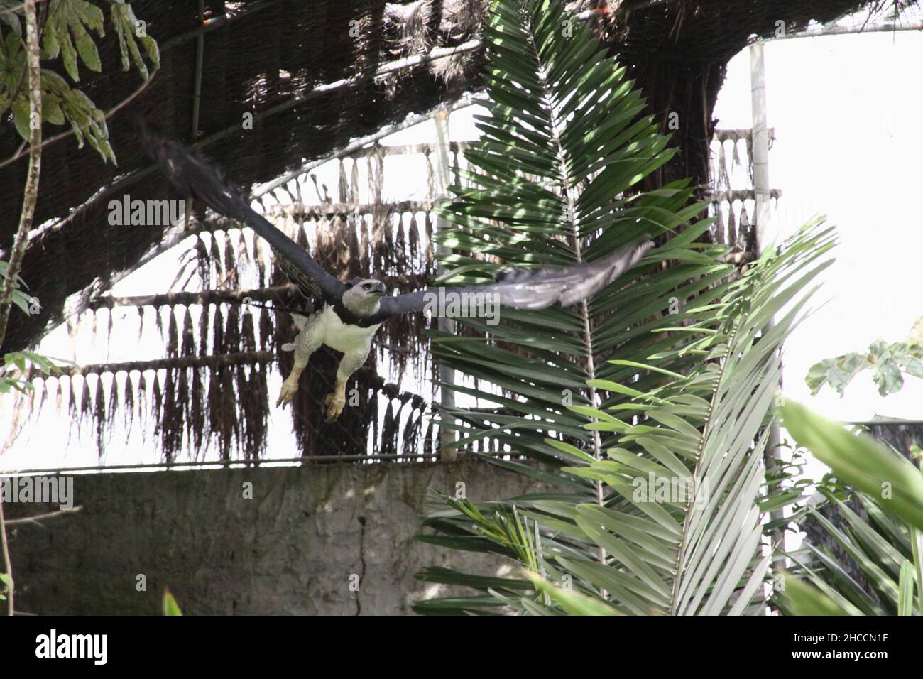New guinea harpy eagle hi-res stock photography and images - Alamy