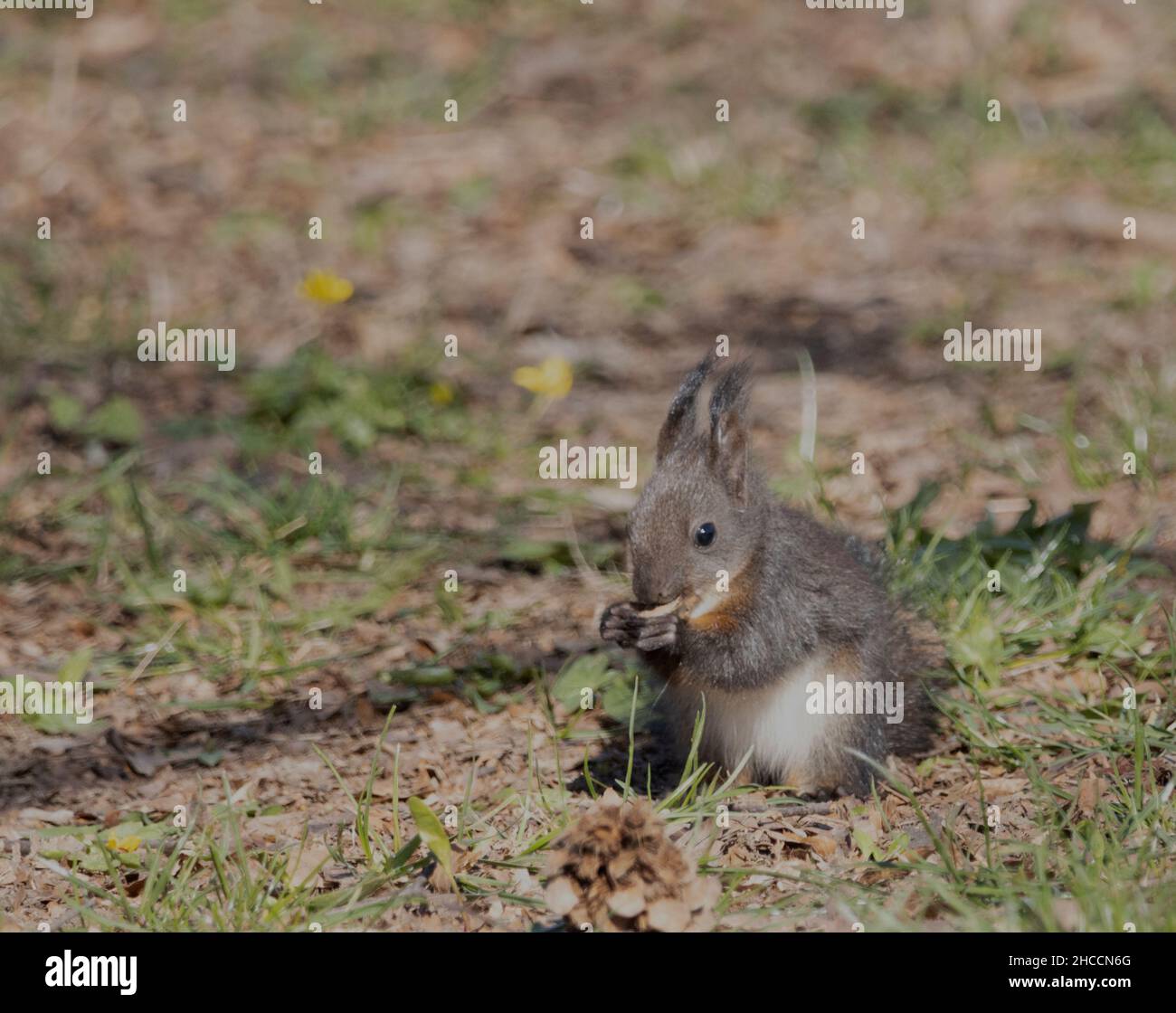 Squirrel eating grass hi-res stock photography and images - Alamy