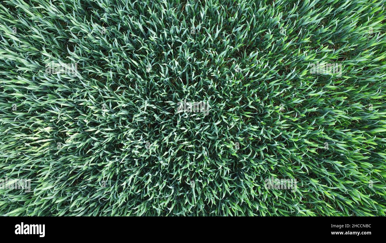 Top view of a growing grass Stock Photo - Alamy