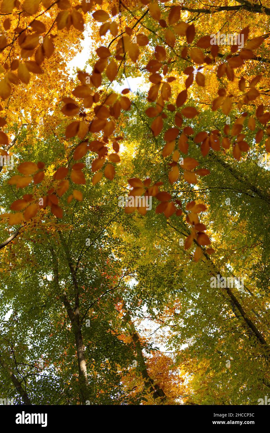 autumn leaves yellow color closeup on fall weather, copy space, nature ...