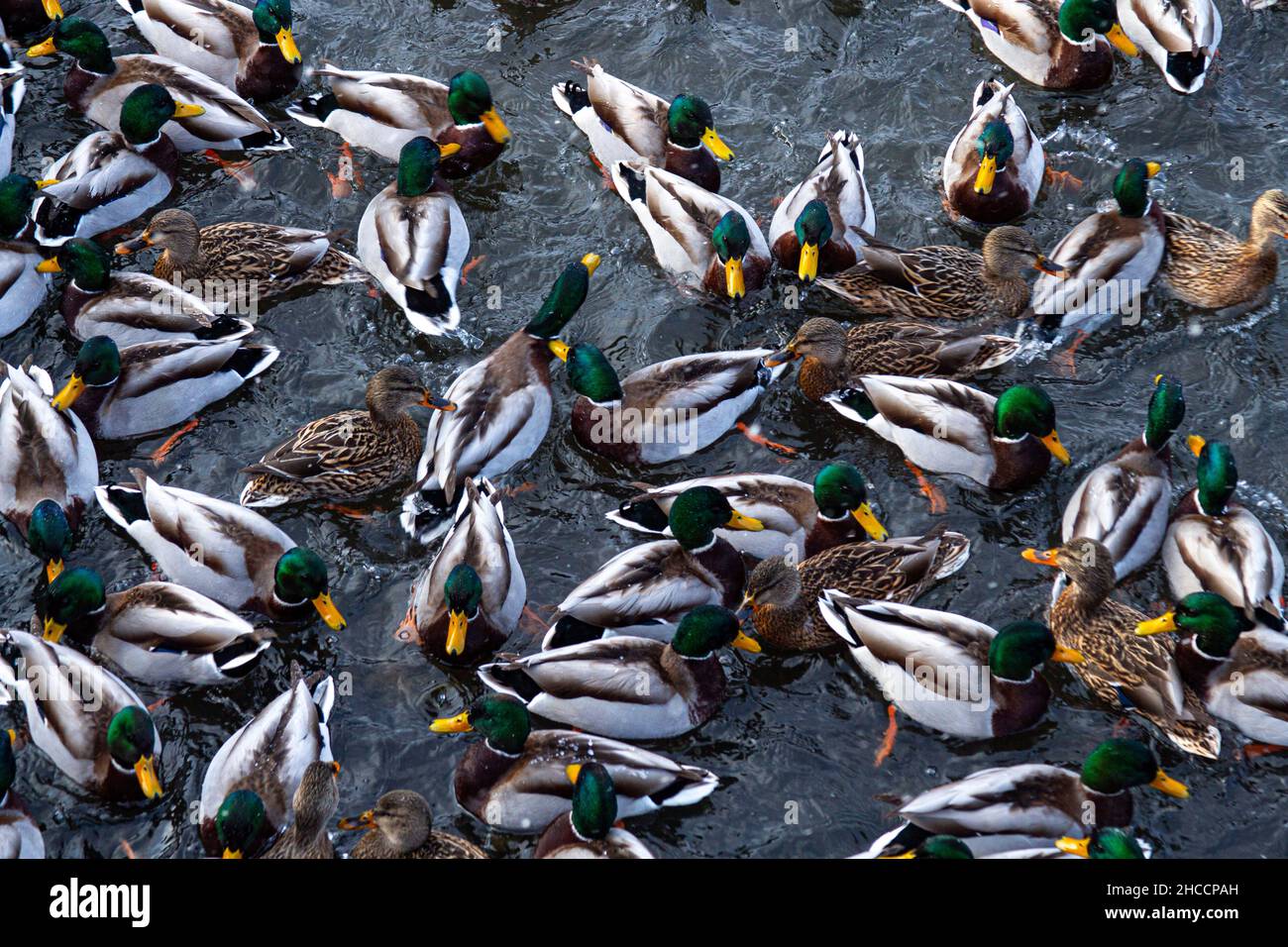 Ducks in a winter reservoir gathered in a flock Stock Photo - Alamy