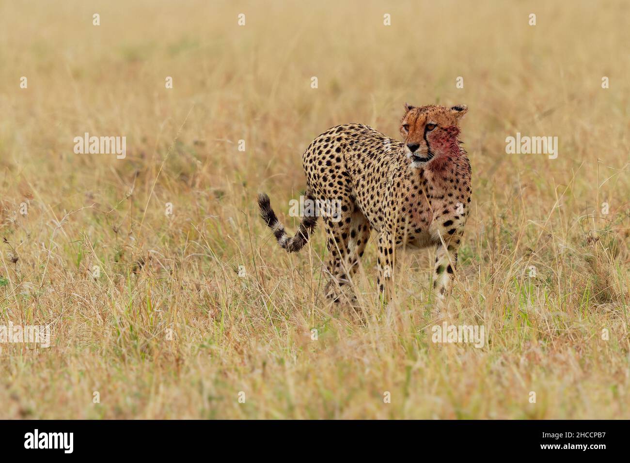 Cheetah - Acinonyx jubatus large cat native to Africa and central Iran ...