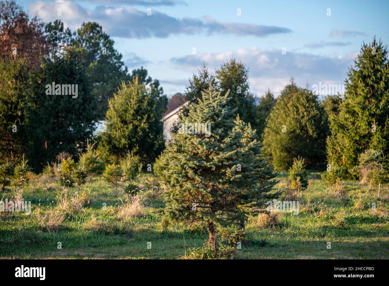 A field of Christmas trees growing on a farm Stock Photo - Alamy