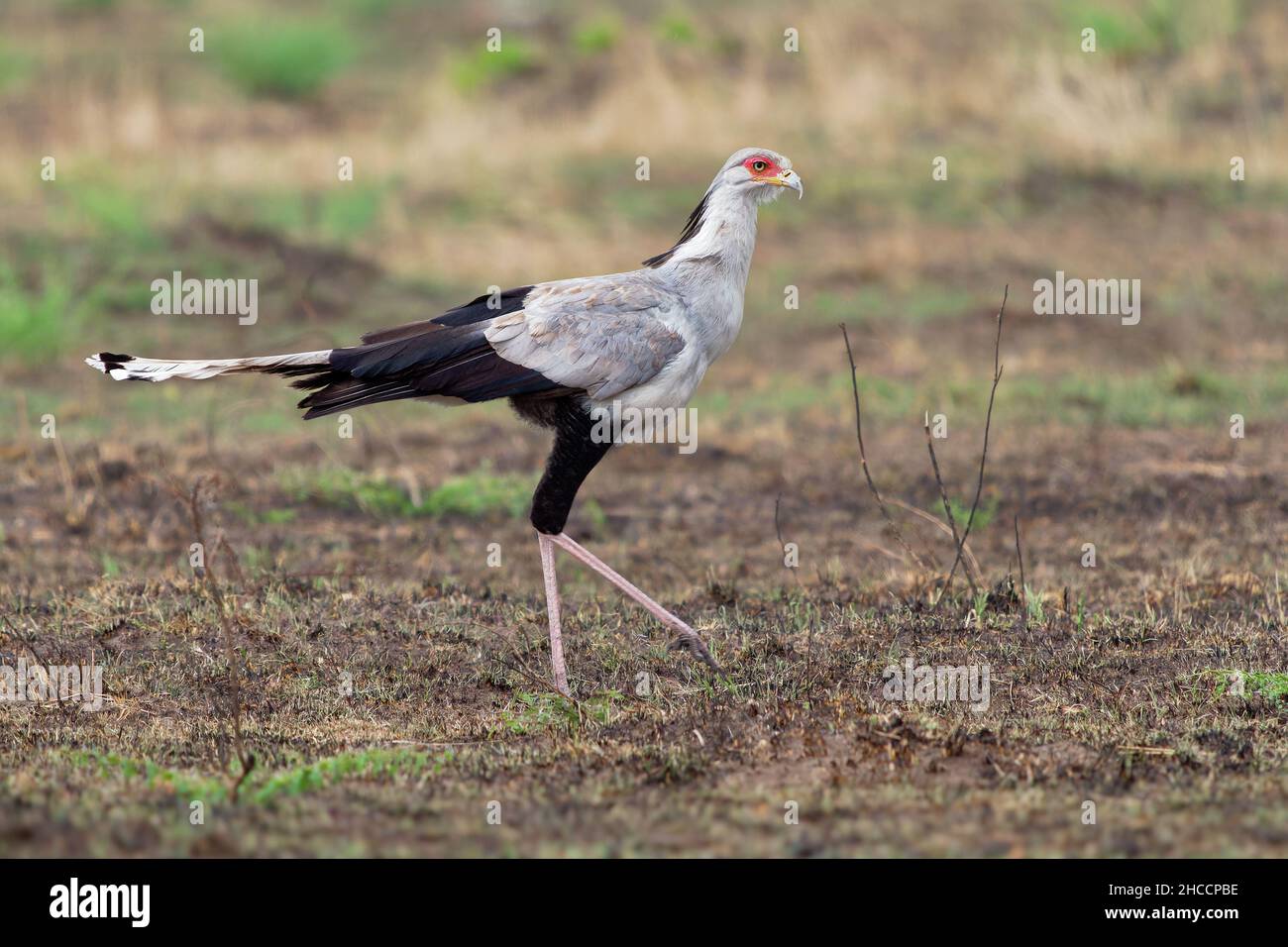 Secretarybird or Secretary Bird - Sagittarius serpentarius large ...