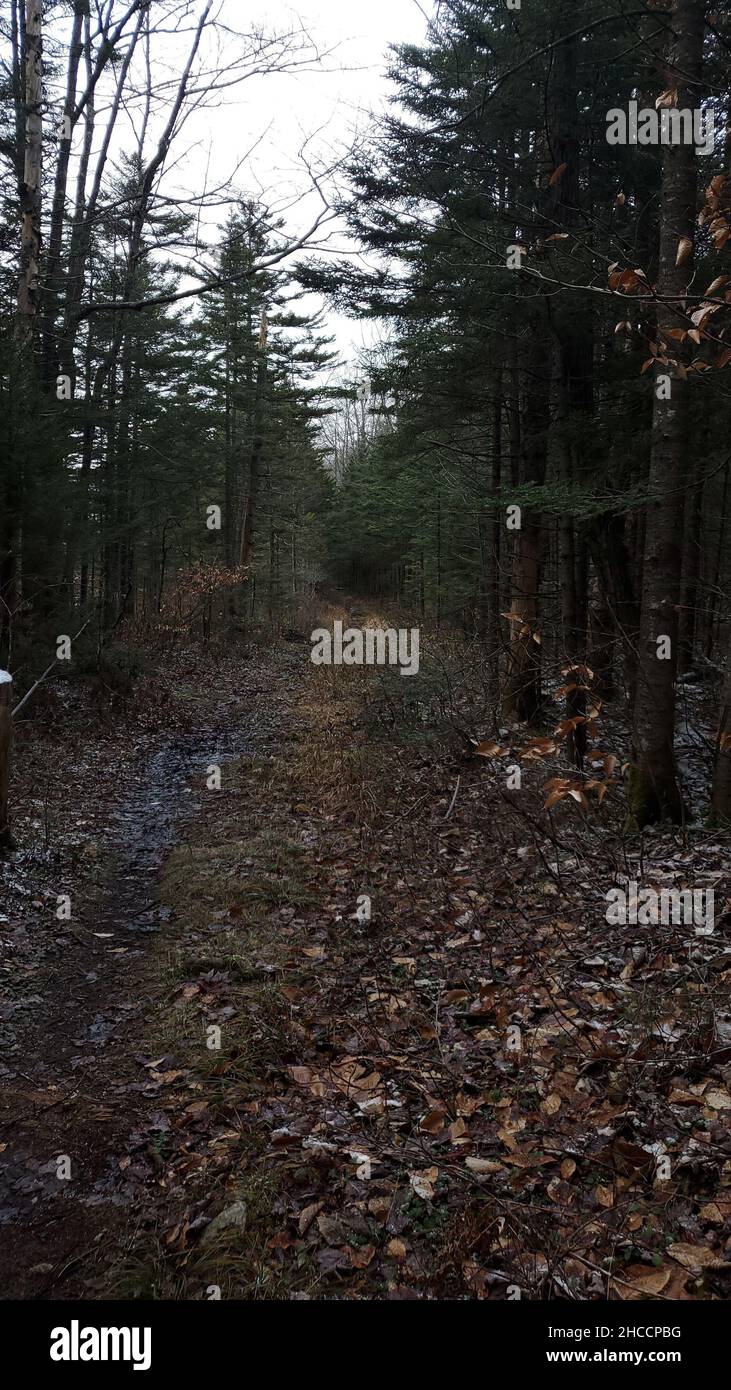Trail in a dense forest Stock Photo - Alamy