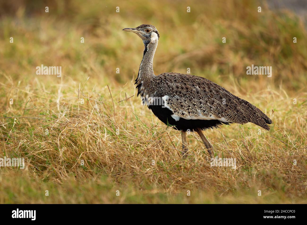 Hartlaub Bustard - Lissotis hartlaubii african bird in the family ...