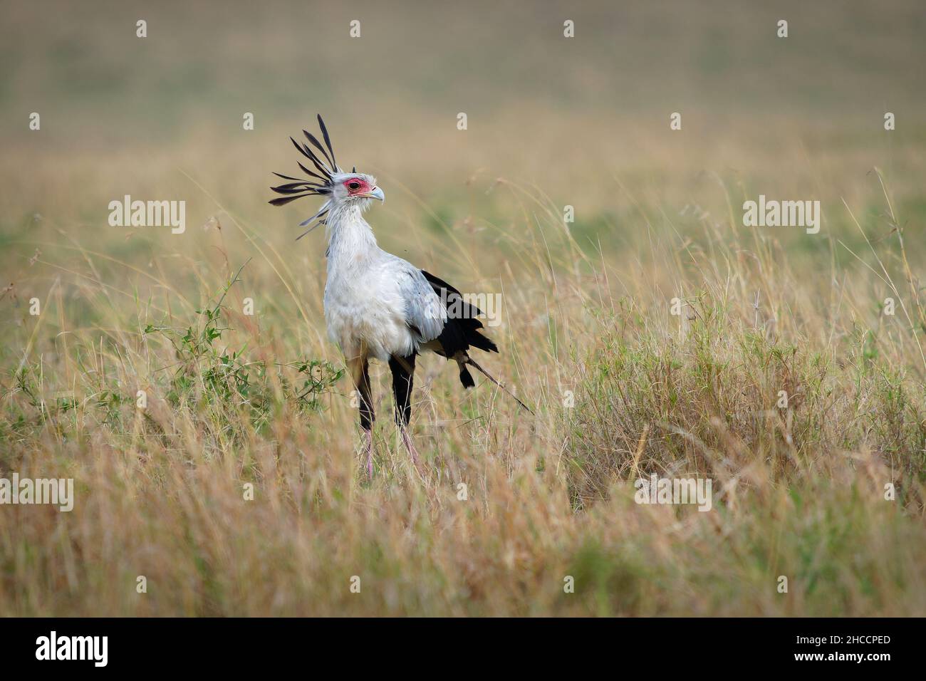 Secretarybird or Secretary Bird - Sagittarius serpentarius large ...