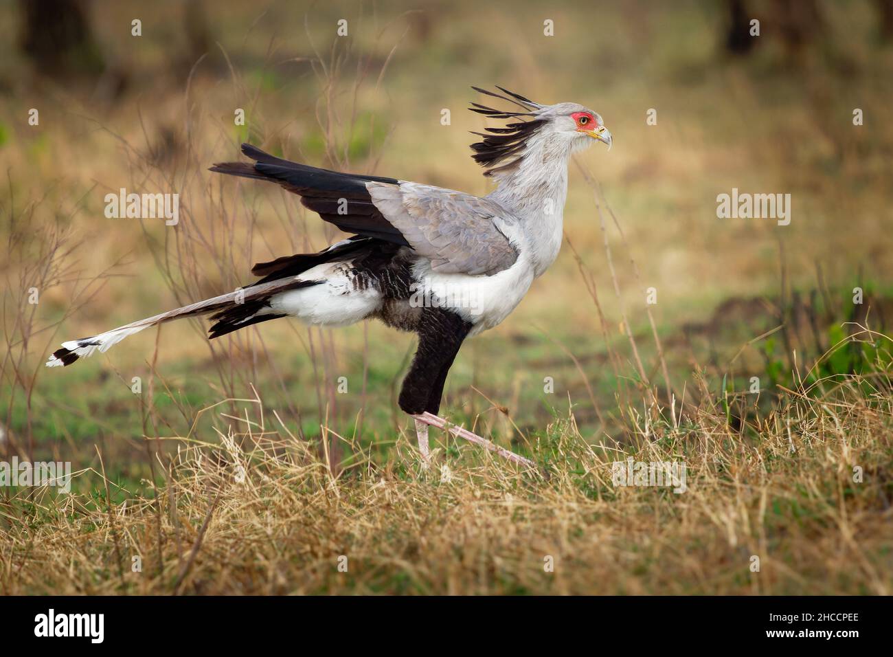 Secretarybird or Secretary Bird - Sagittarius serpentarius large ...