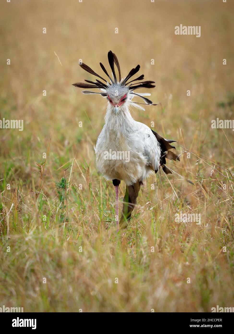 Secretarybird or Secretary Bird - Sagittarius serpentarius large ...
