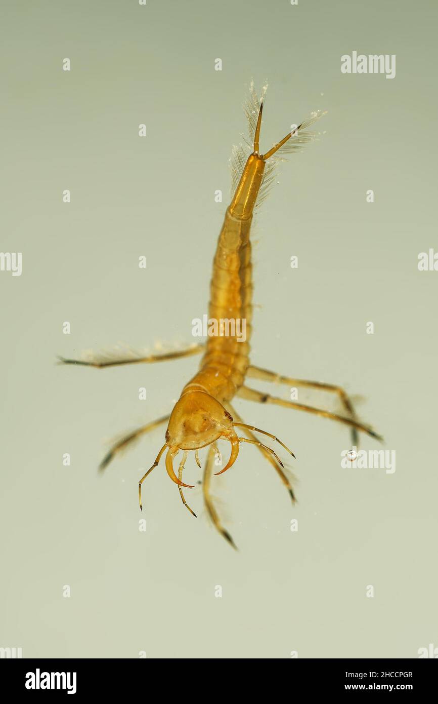 Great Diving Beetle nymph - Dytiscus marginalis nymph hunting under the ...
