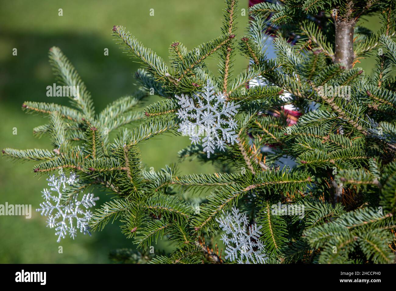 Live tree hi-res stock photography and images - Alamy