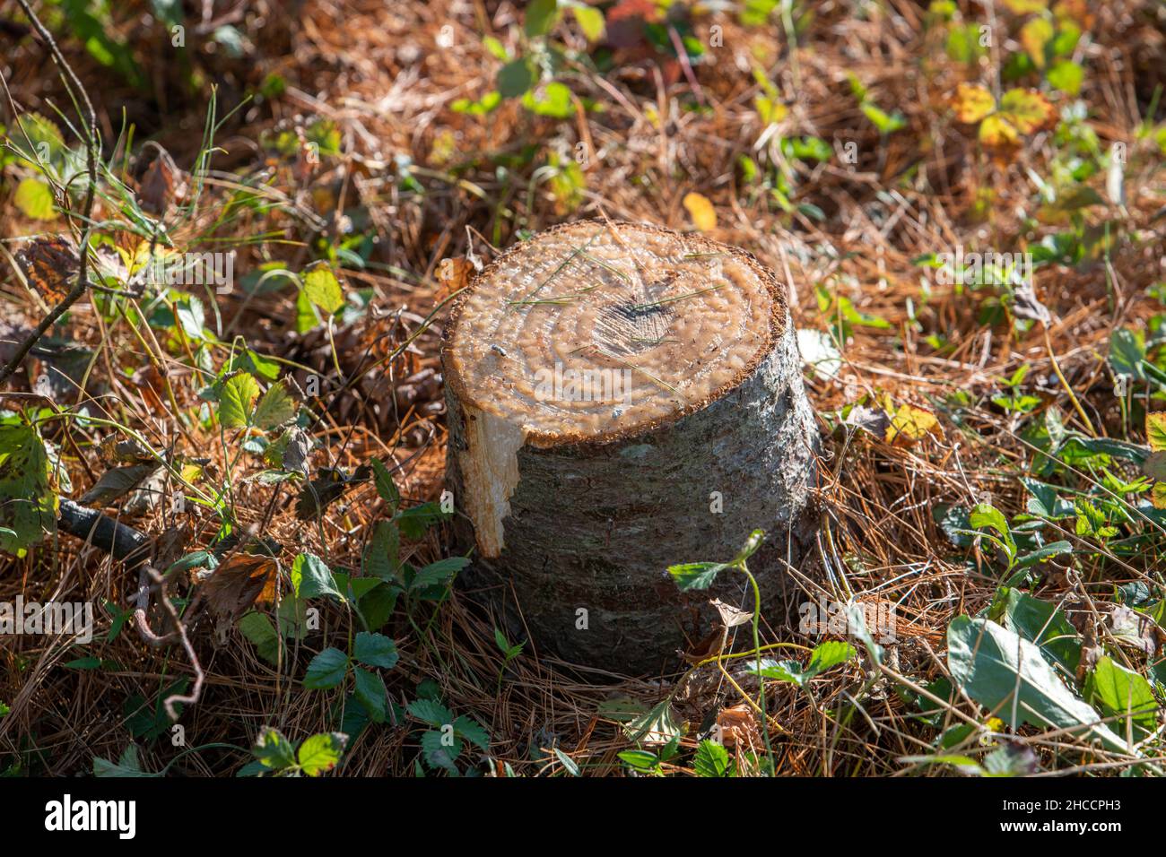 The stump of a recently cut Christmas tree Stock Photo - Alamy