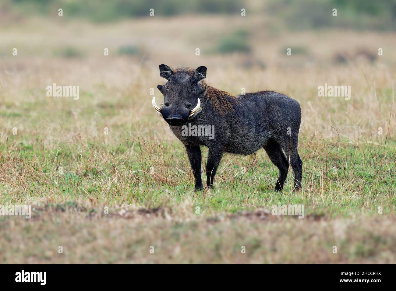 Common Warthog - Phacochoerus africanus wild member of pig family ...