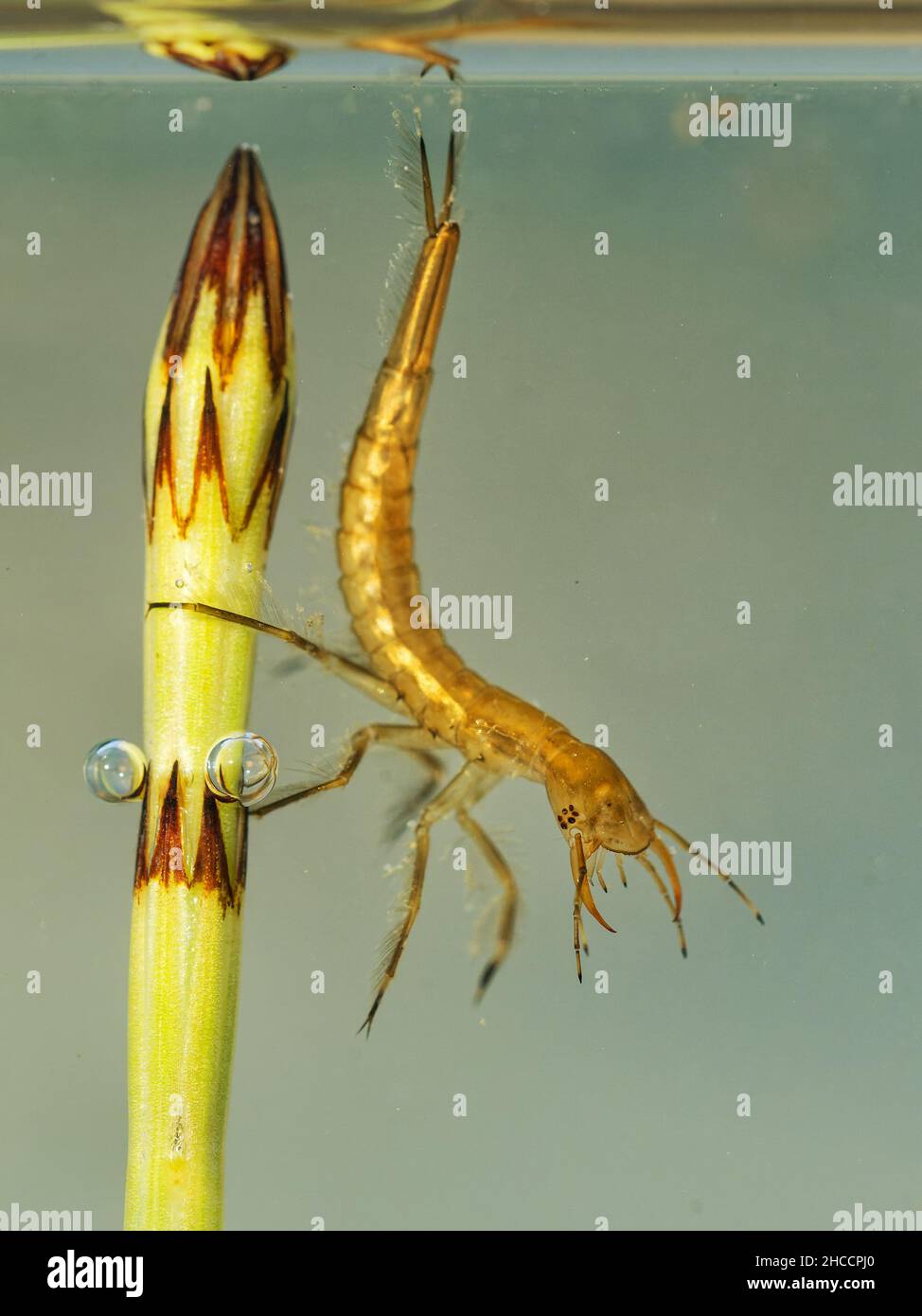 Great Diving Beetle nymph - Dytiscus marginalis nymph hunting under the ...