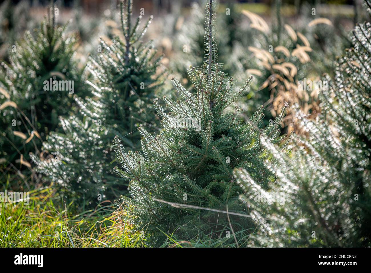 A field of Christmas trees growing on a farm Stock Photo - Alamy