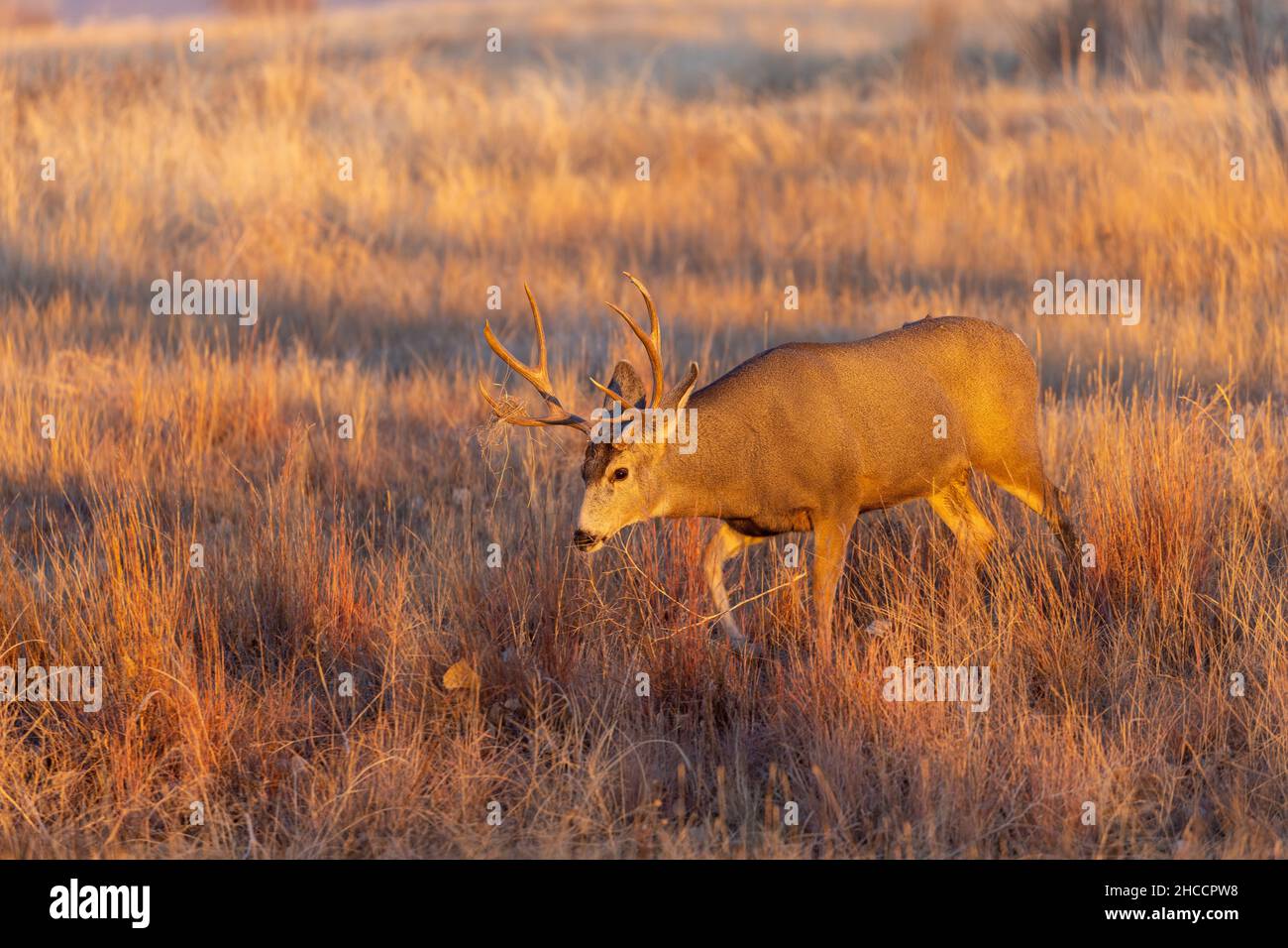Mule Deer Buck in Colorado in Autumn Stock Photo - Alamy