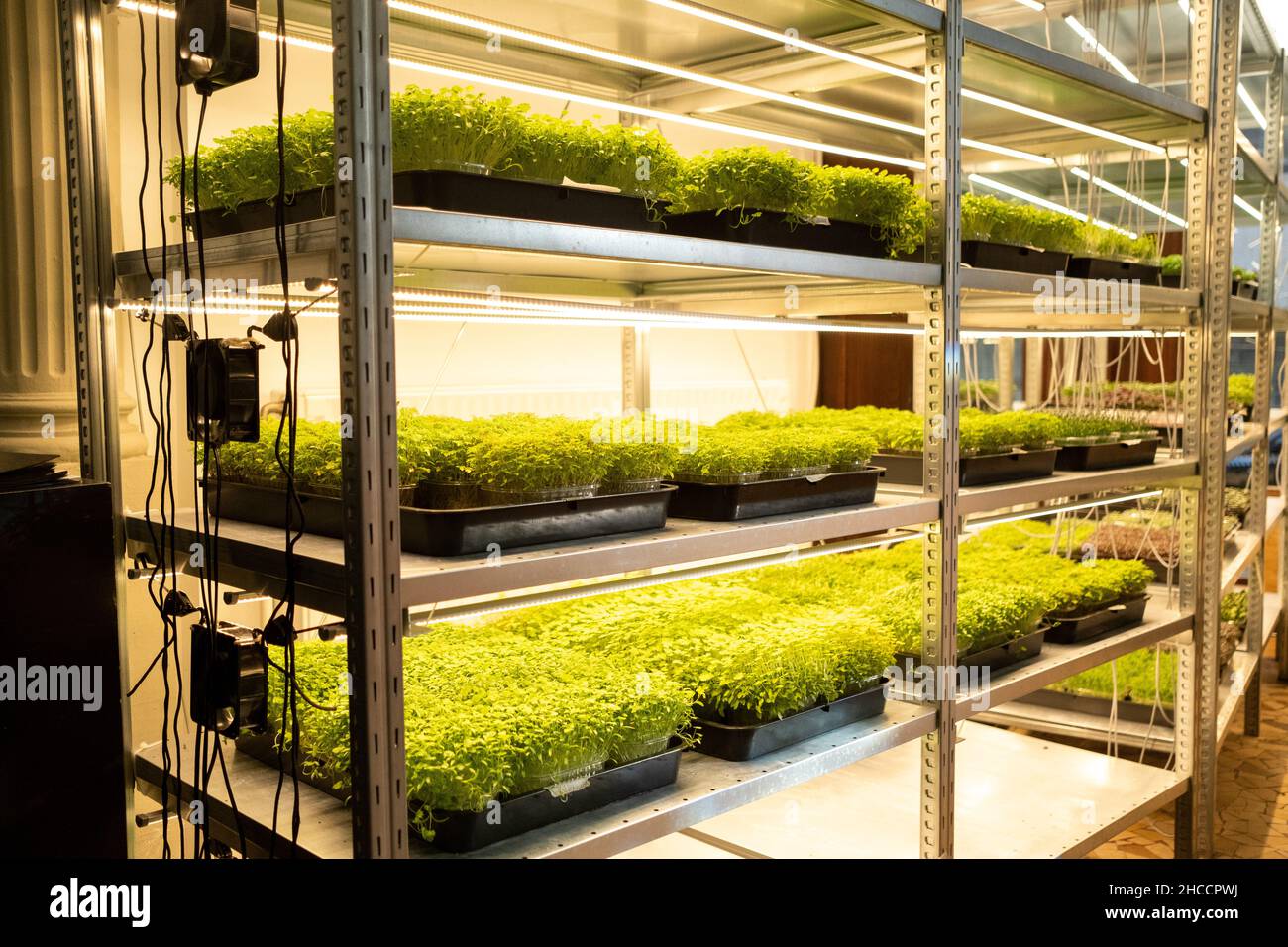 Belgium, Brussels, 2020-11-03. URBI Leaf, an urban farm dedicated to ...