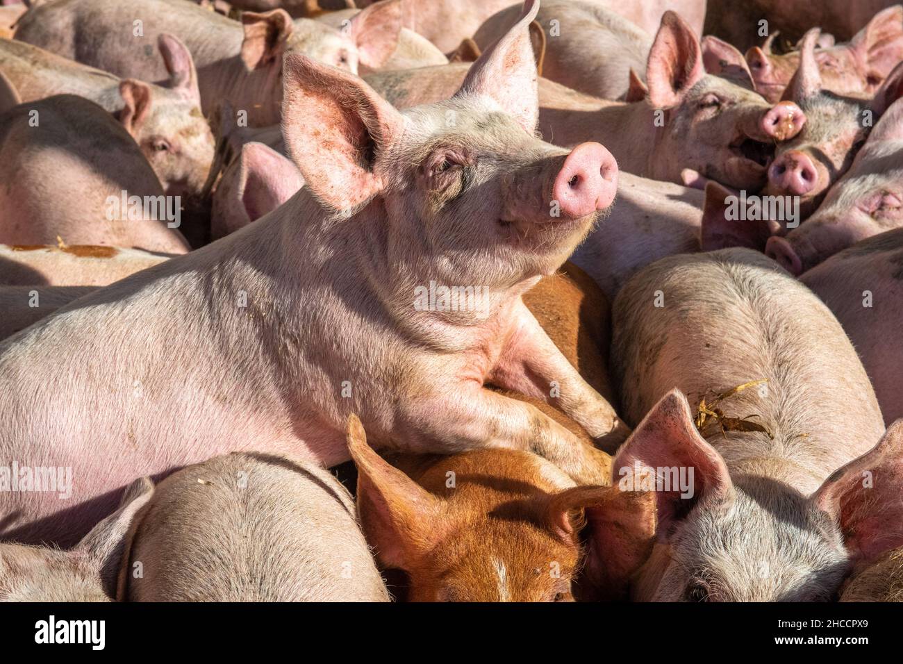 A pig climbing over others in the yard Stock Photo - Alamy
