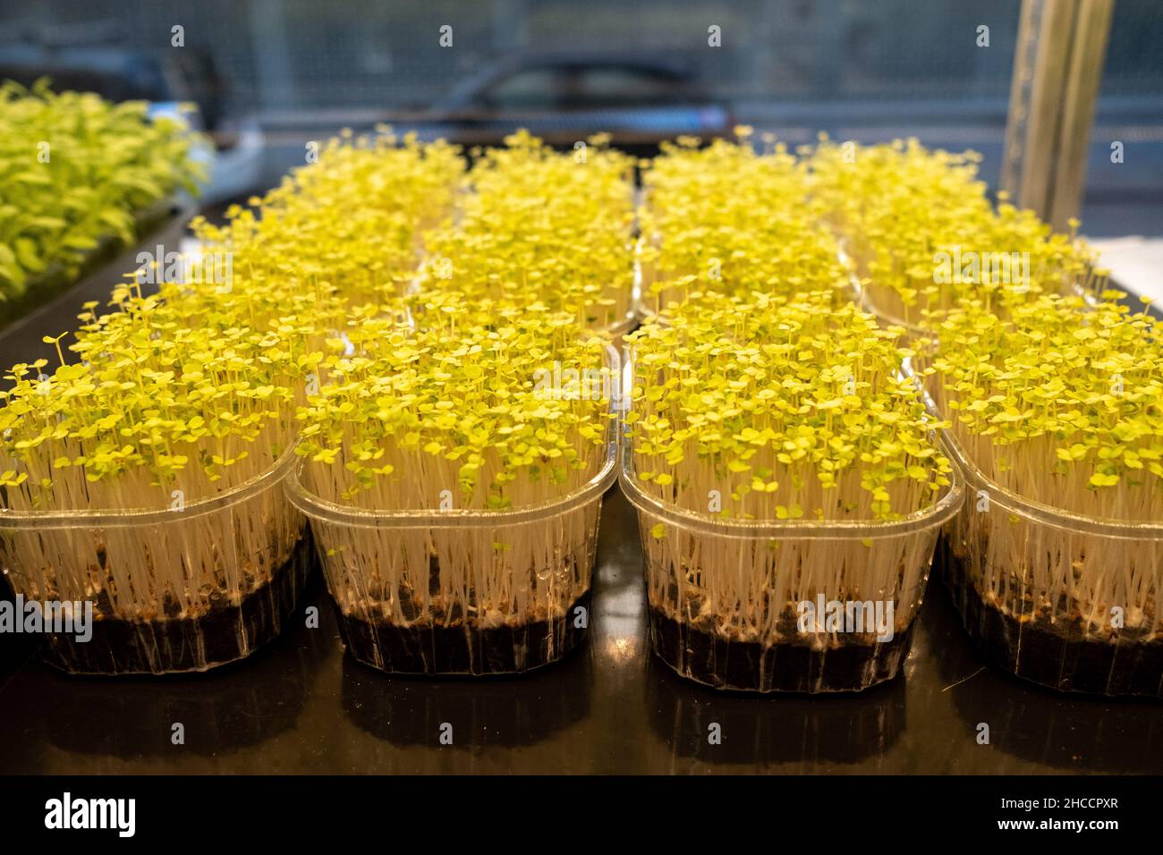 Belgium, Brussels, 2020-11-03. URBI Leaf, an urban farm dedicated to ...
