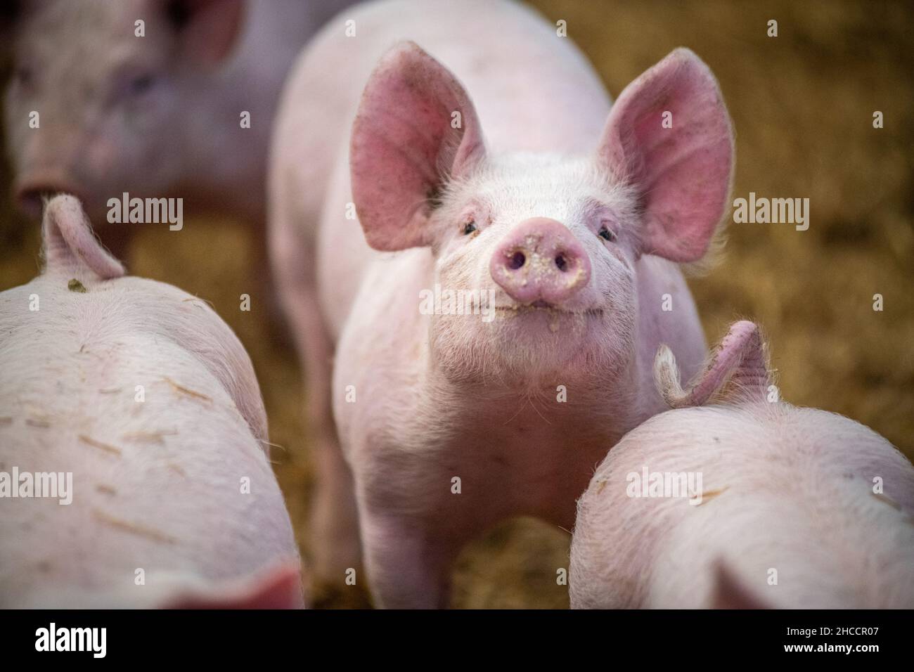 Pigs moving about their pen Stock Photo - Alamy