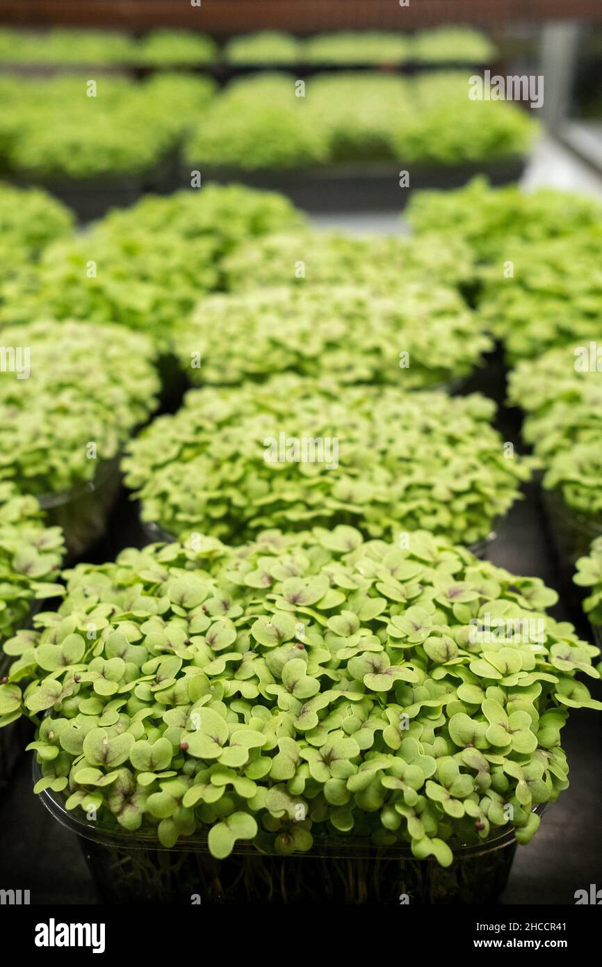 Belgium, Brussels, 2020-11-03. URBI Leaf, an urban farm dedicated to ...
