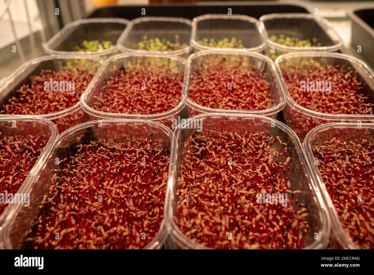 Belgium, Brussels, 2020-11-03. URBI Leaf, an urban farm dedicated to ...