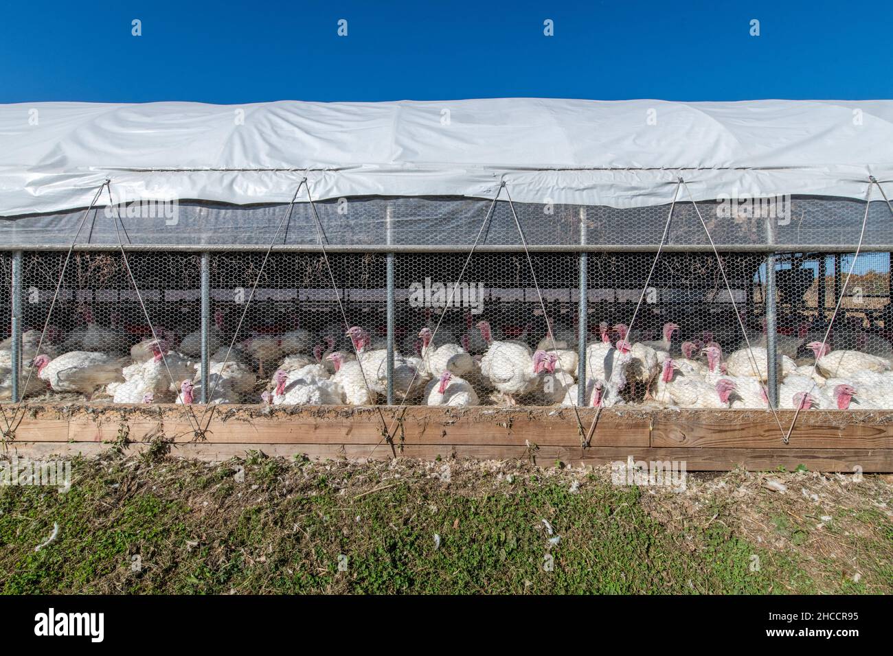 Poultry turkey turkeys pen hi-res stock photography and images - Alamy