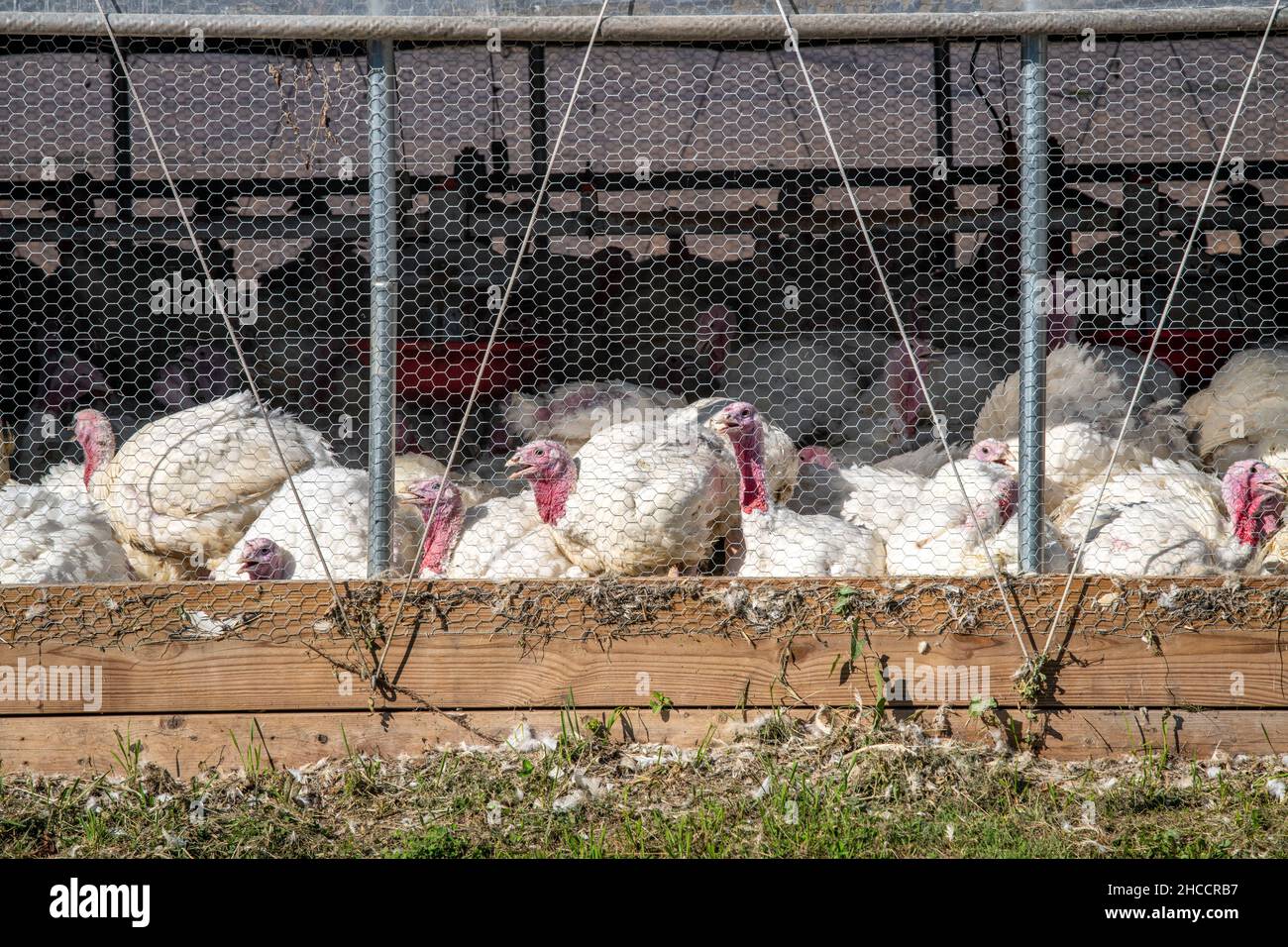 Turkeys gathered in their pen Stock Photo - Alamy