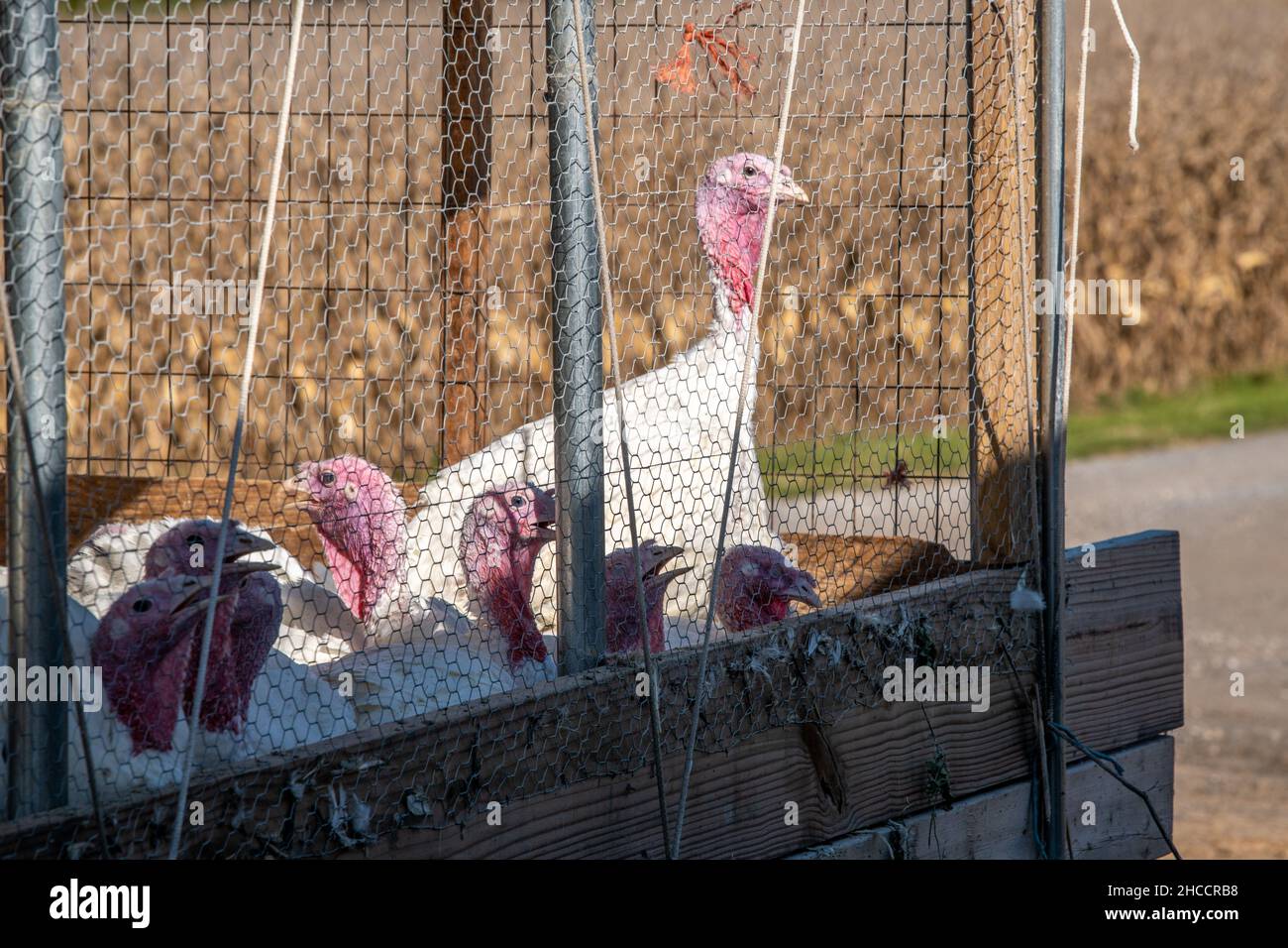 Poultry gathered hi-res stock photography and images - Alamy