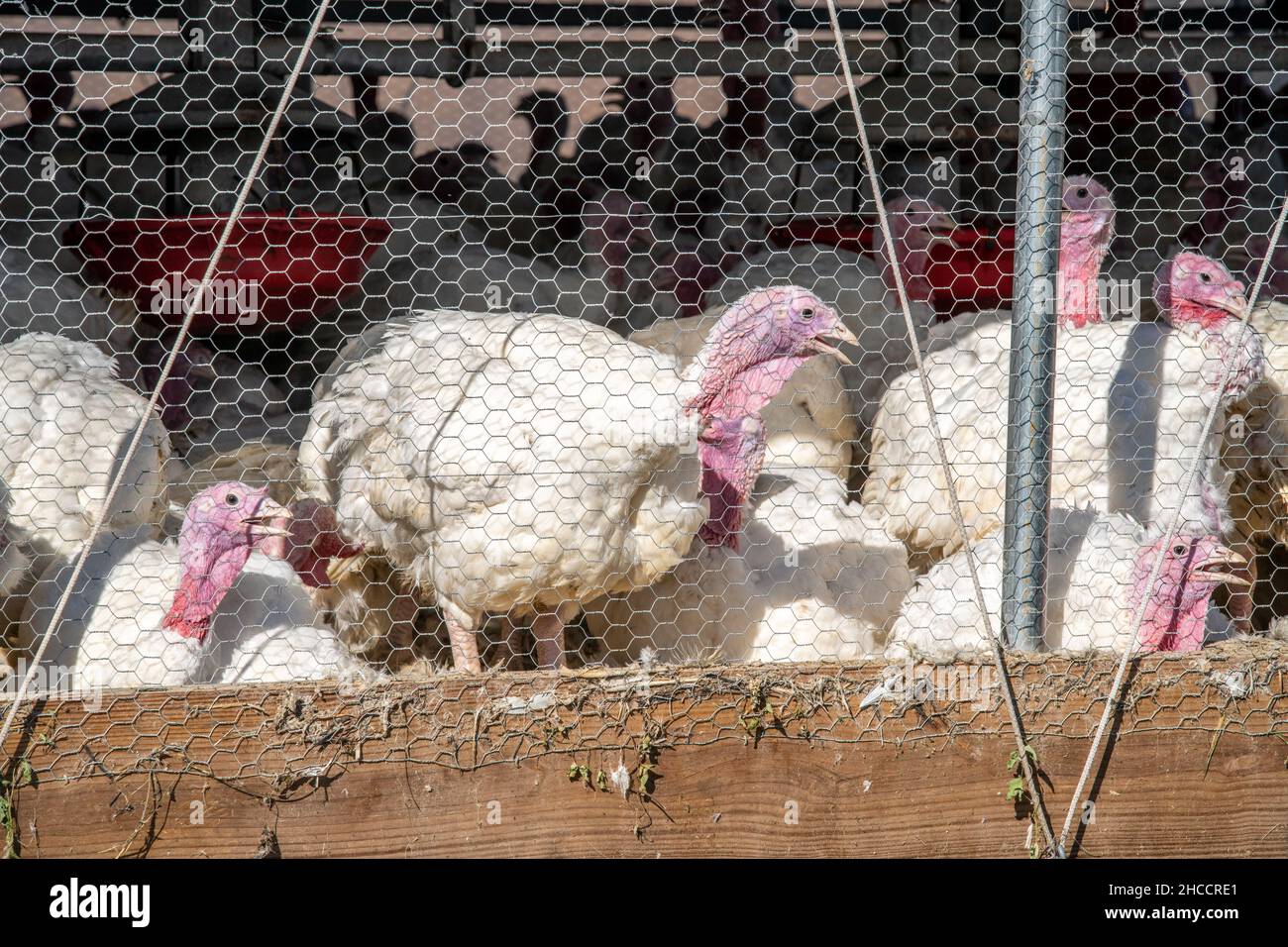 Poultry turkey turkeys pen hi-res stock photography and images - Alamy