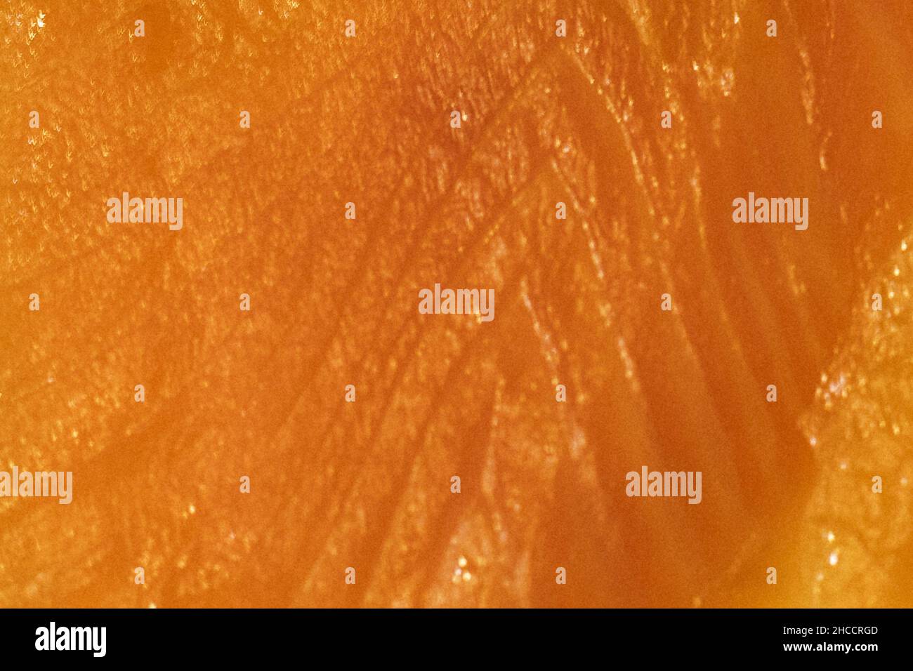 smoked texture of smoked salmon type of nordic fish as a food delicacy ...