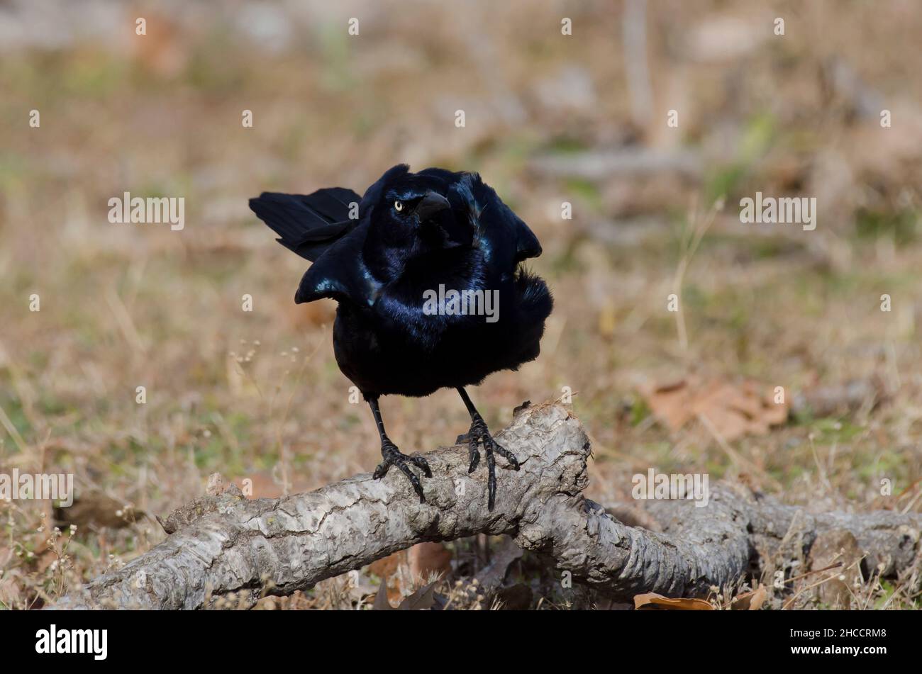 Great-tailed Grackle, Quiscalus mexicanus, male fluffing feathers Stock ...