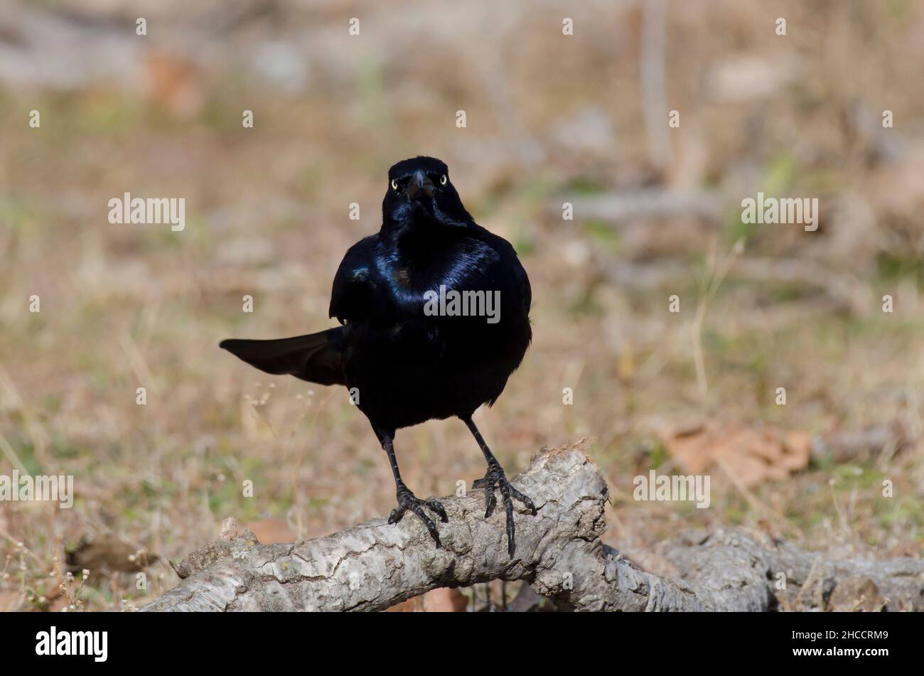 Great-tailed Grackle, Quiscalus mexicanus, male fluffing feathers Stock ...