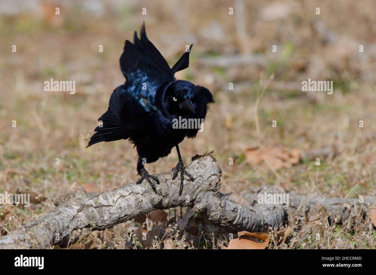 Great-tailed Grackle, Quiscalus mexicanus, male fluffing feathers Stock ...