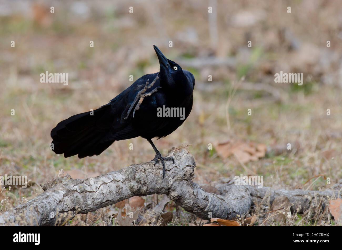 Scratching bird hi-res stock photography and images - Alamy