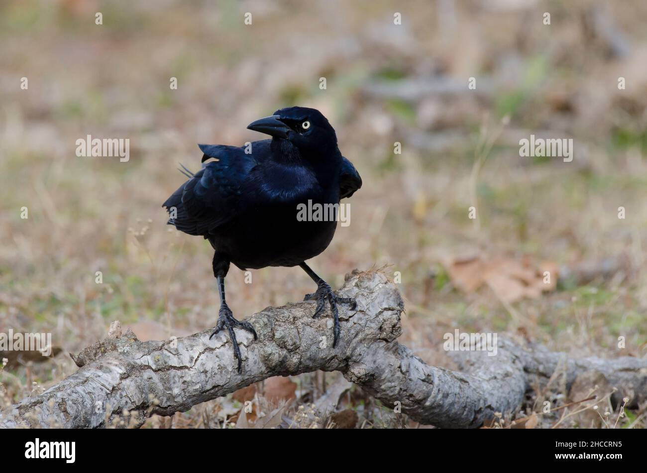 Great-tailed Grackle, Quiscalus mexicanus, male fluffing feathers Stock ...