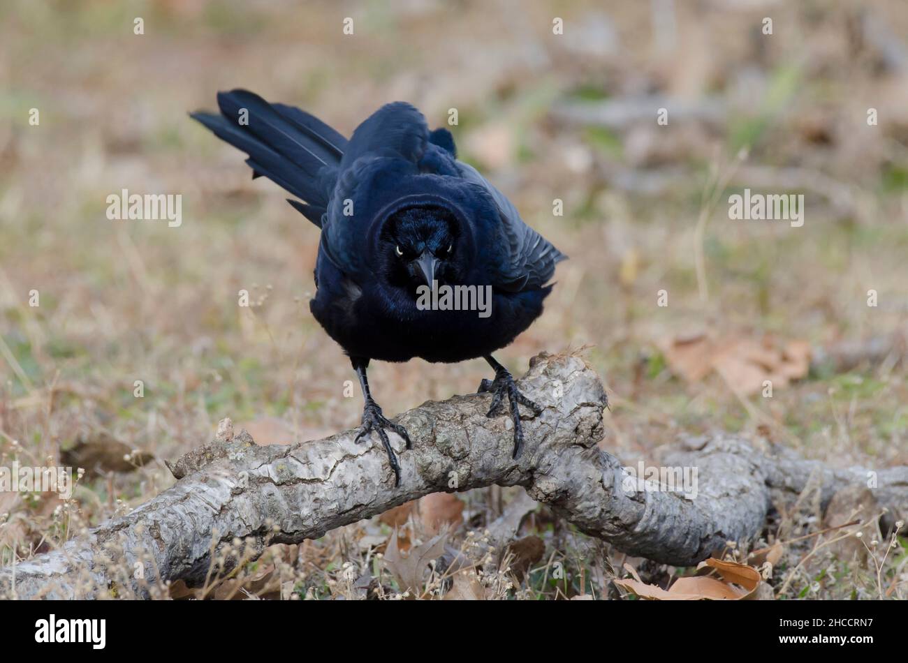 Great-tailed Grackle, Quiscalus mexicanus, male fluffing feathers Stock ...