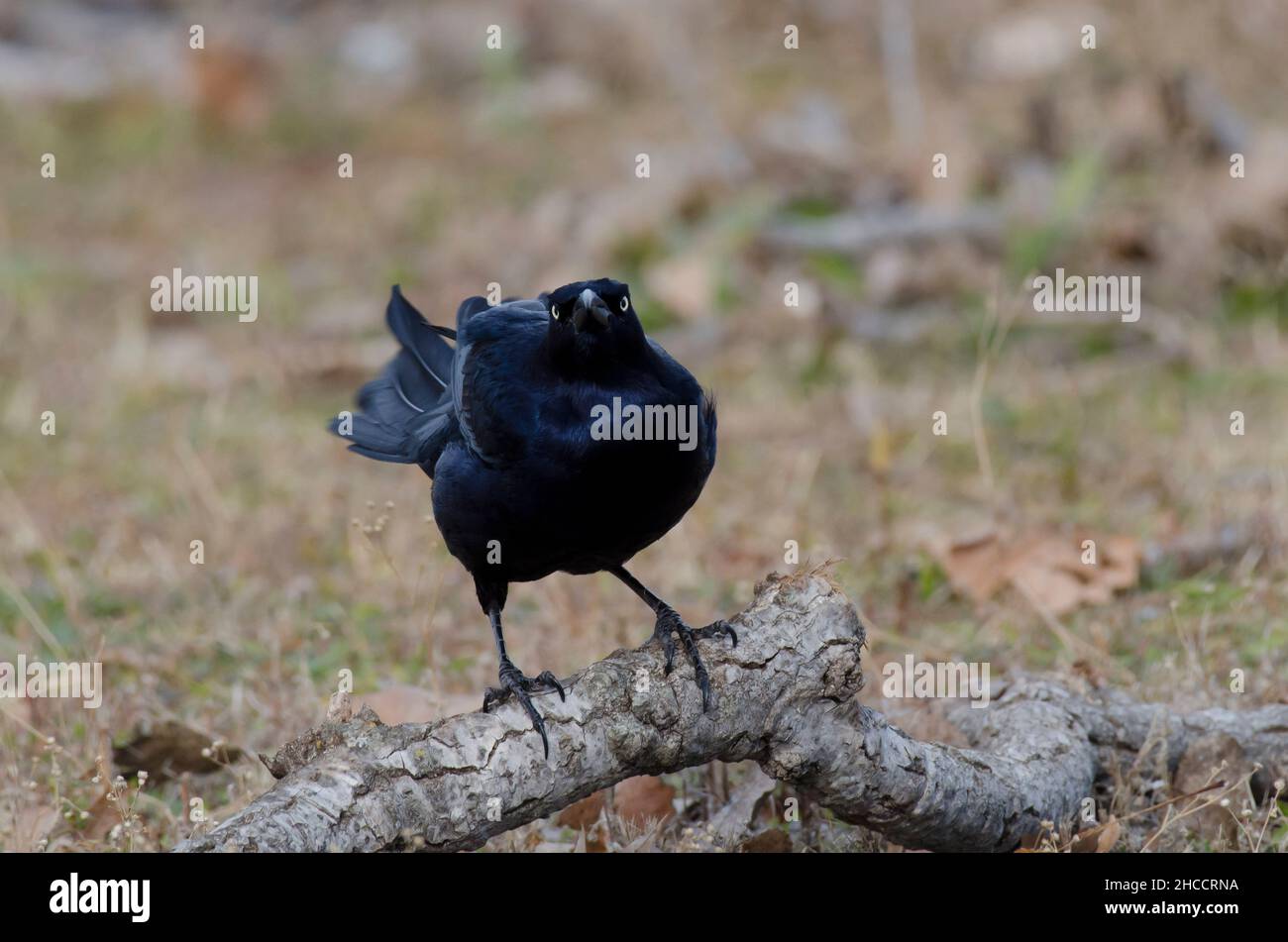 Great-tailed Grackle, Quiscalus mexicanus, male fluffing feathers Stock ...