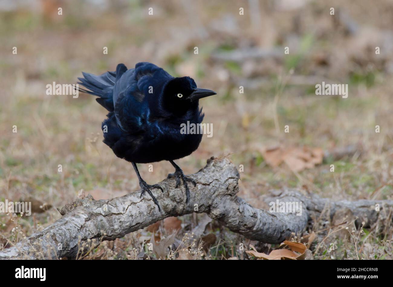 Great-tailed Grackle, Quiscalus mexicanus, male fluffing feathers Stock ...