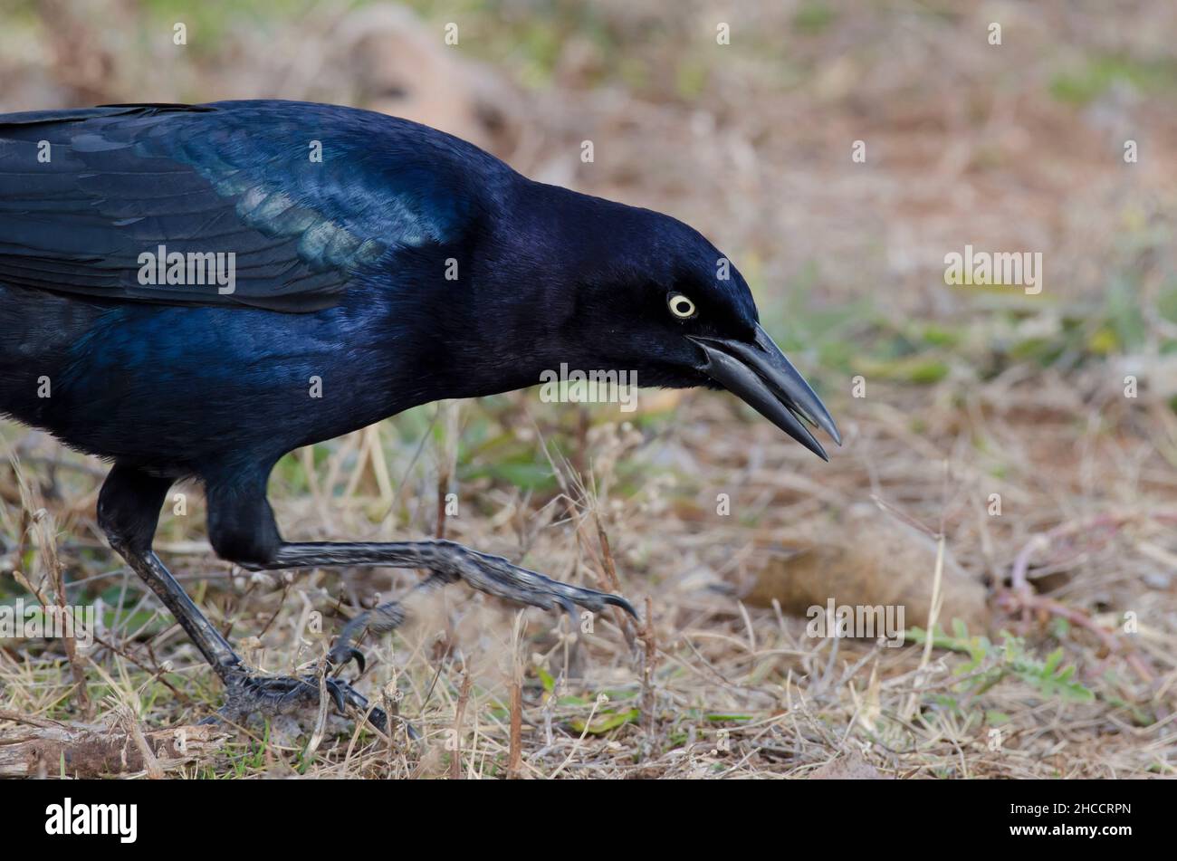 Great-tailed Grackle, Quiscalus mexicanus, male foraging Stock Photo ...