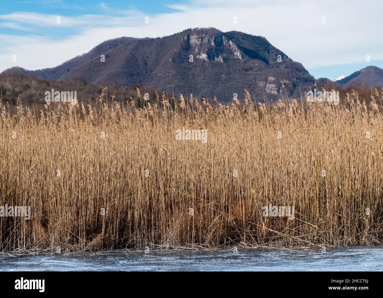 Tall perennial grasses hi-res stock photography and images - Alamy