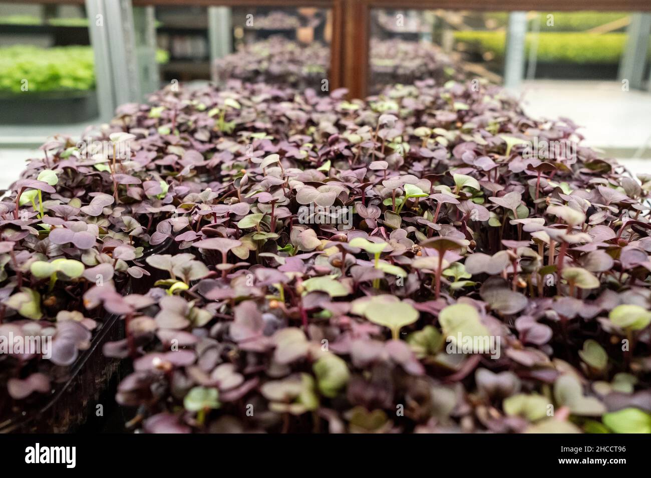 Belgium, Brussels, 2020-11-03. URBI Leaf, an urban farm dedicated to ...