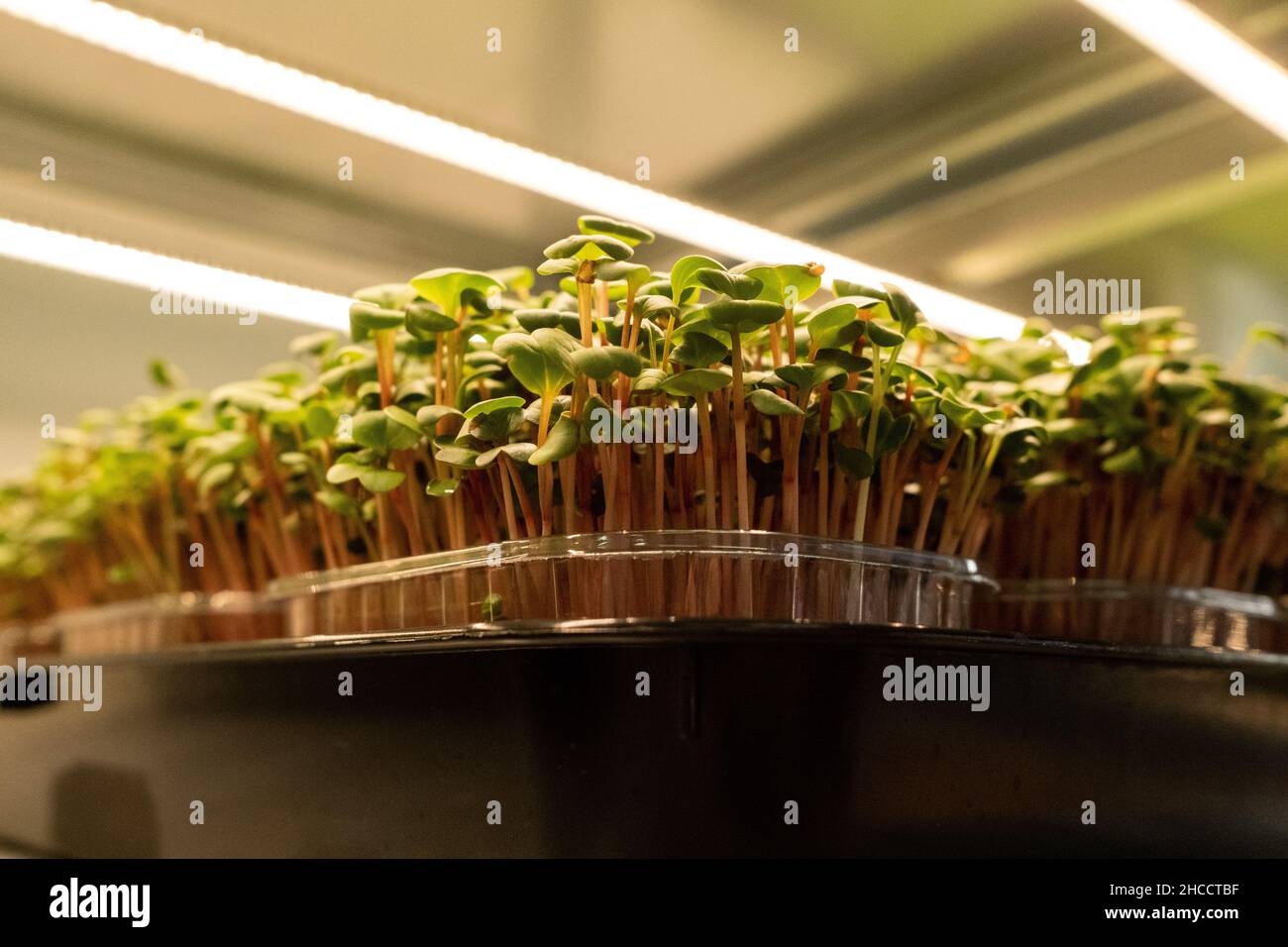 Belgium, Brussels, 2020-11-03. URBI Leaf, an urban farm dedicated to ...