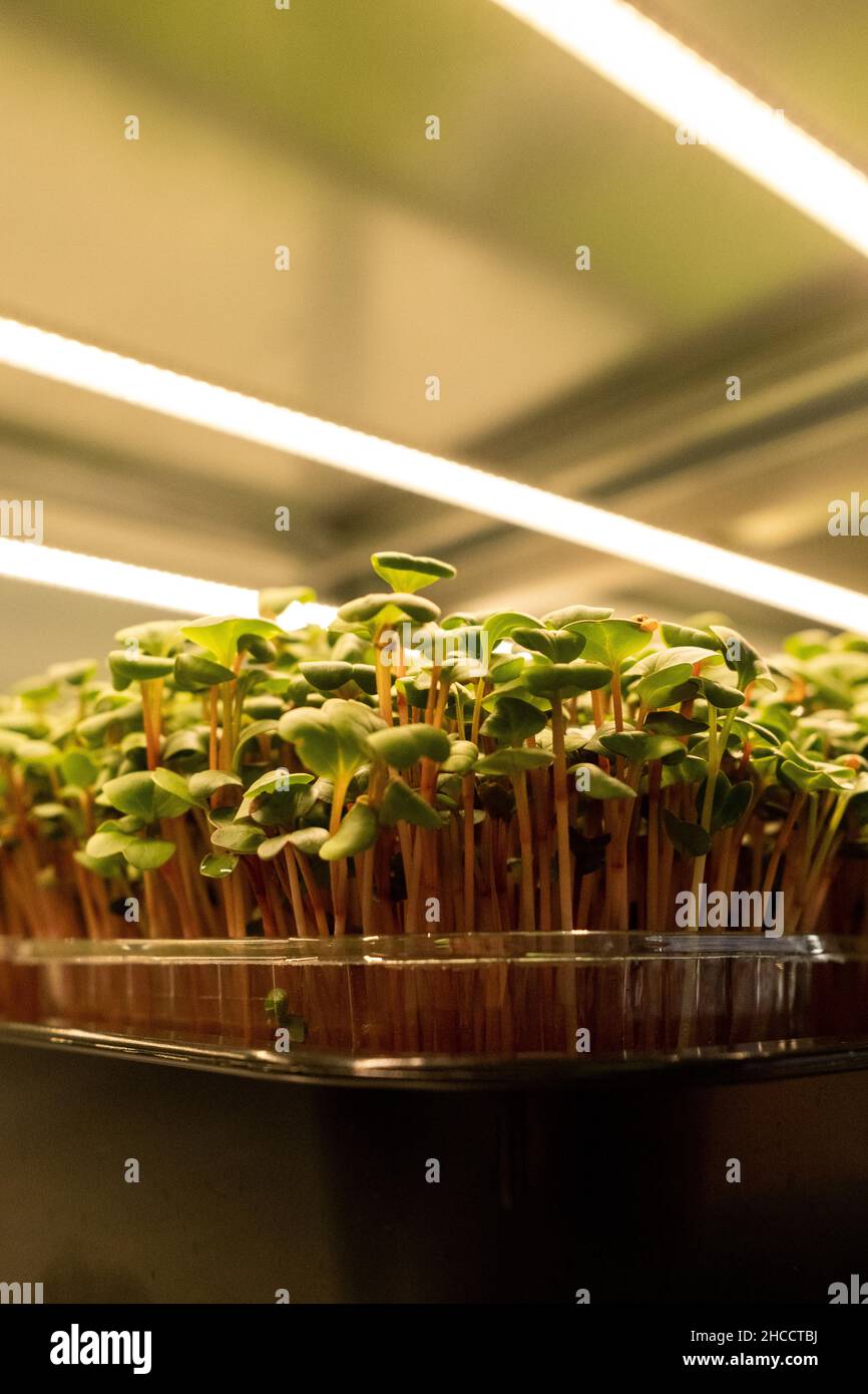 Belgium, Brussels, 2020-11-03. URBI Leaf, an urban farm dedicated to ...
