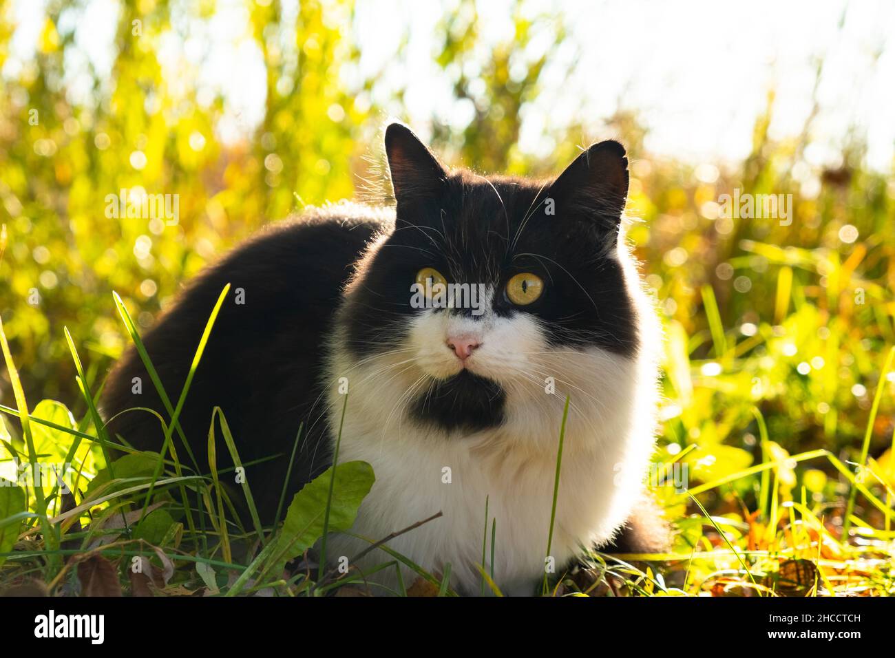 Black and white cat in the sun hi-res stock photography and images - Alamy