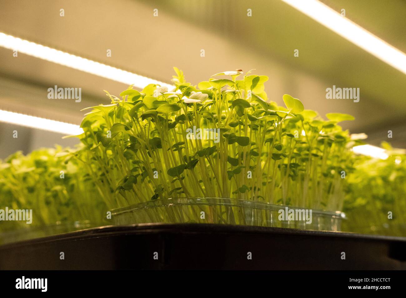 Belgium, Brussels, 2020-11-03. URBI Leaf, an urban farm dedicated to ...