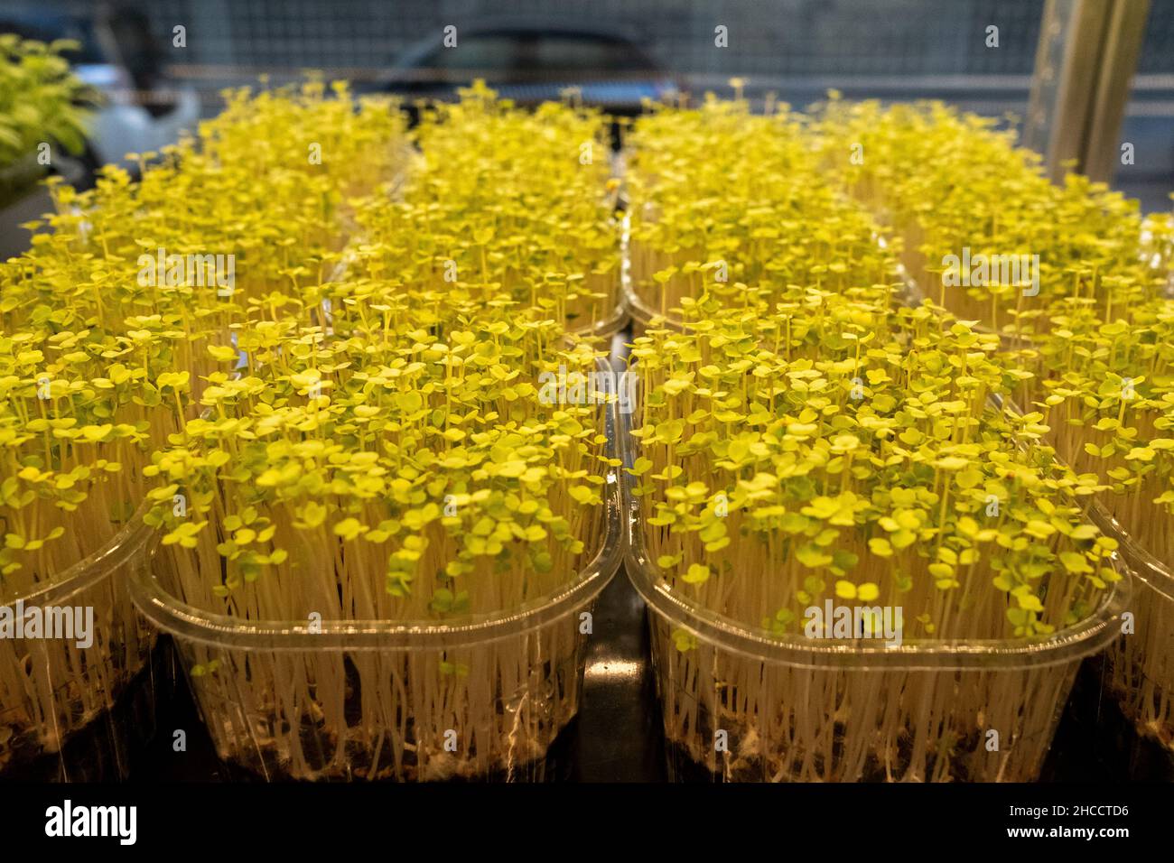 Belgium, Brussels, 2020-11-03. URBI Leaf, an urban farm dedicated to ...