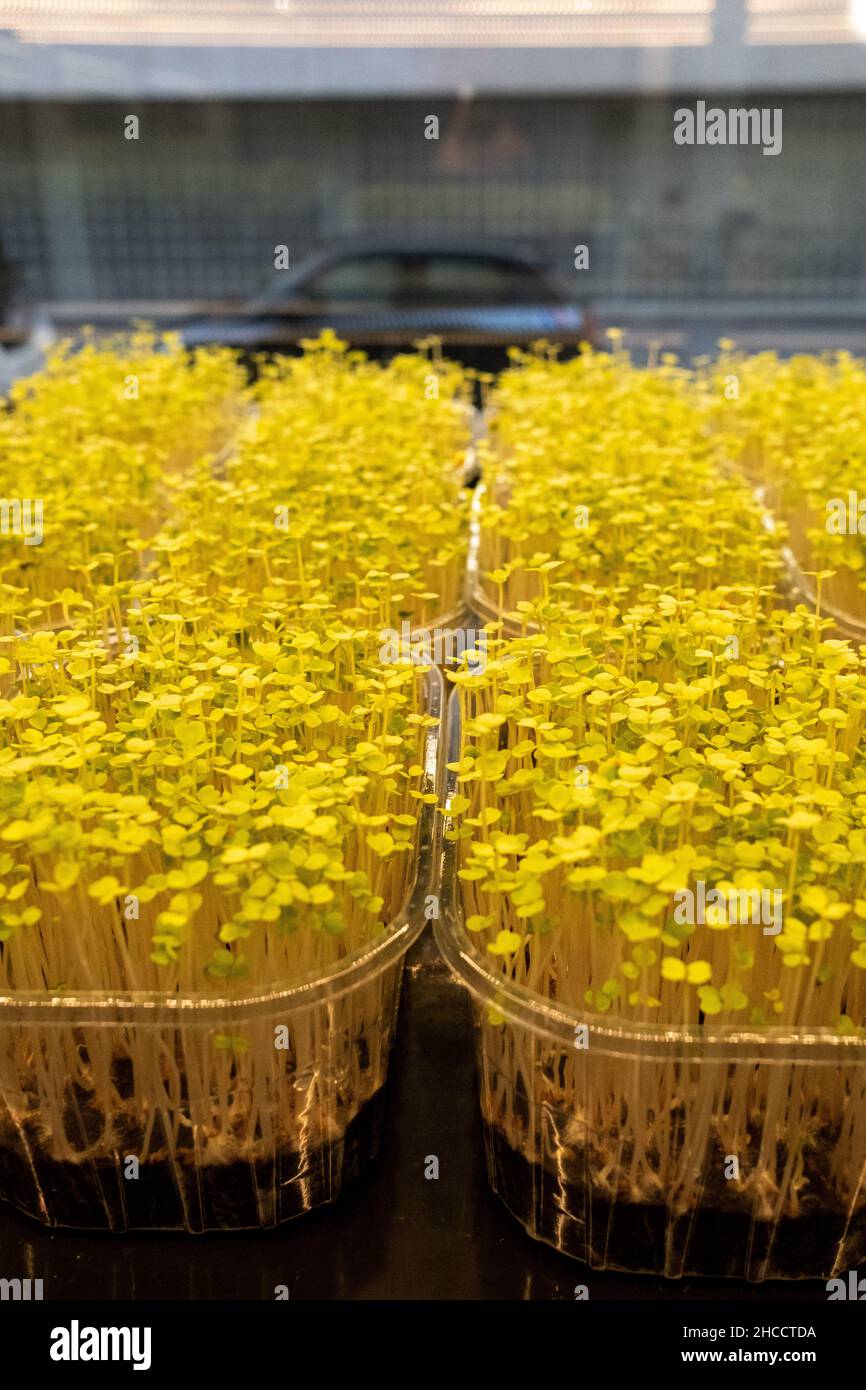 Belgium, Brussels, 2020-11-03. URBI Leaf, an urban farm dedicated to ...