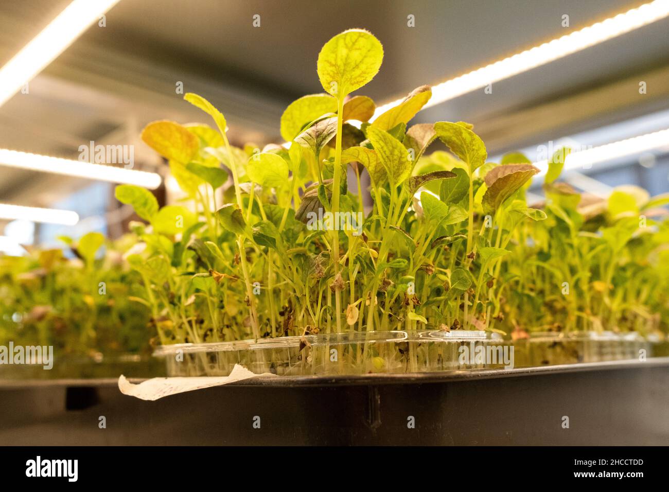Belgium, Brussels, 2020-11-03. URBI Leaf, an urban farm dedicated to ...
