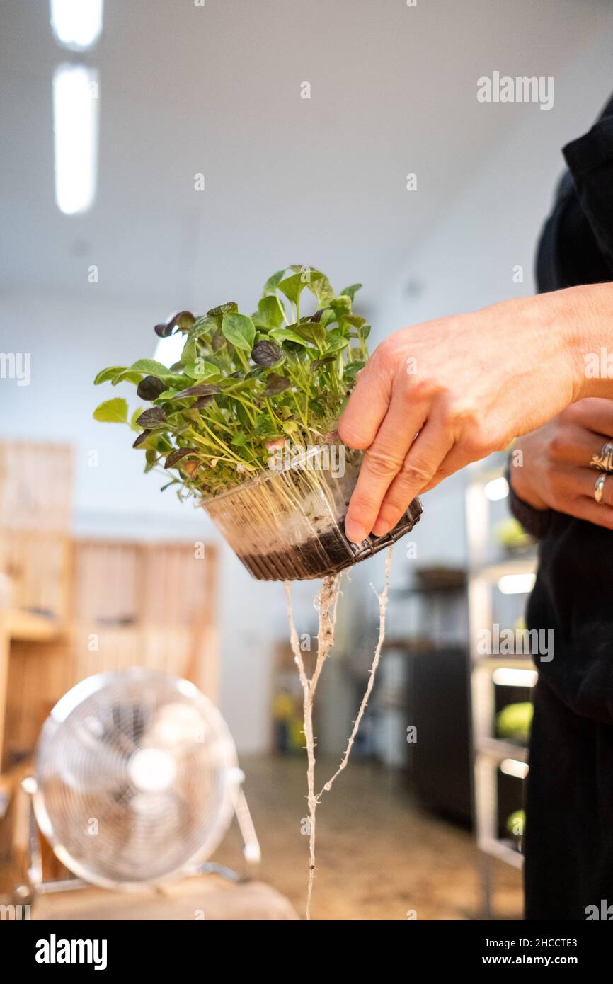 Belgium, Brussels, 2020-11-03. URBI Leaf, an urban farm dedicated to ...